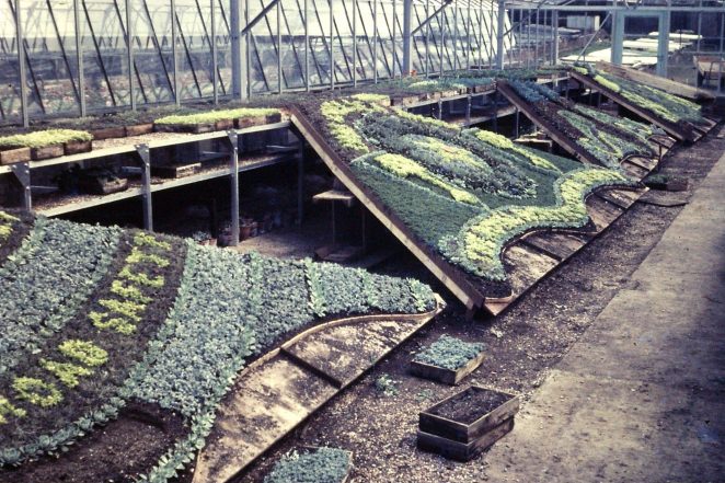Hove Floral Clock At The Chelsea Flower Show | Nostalgia Gallery | My ...