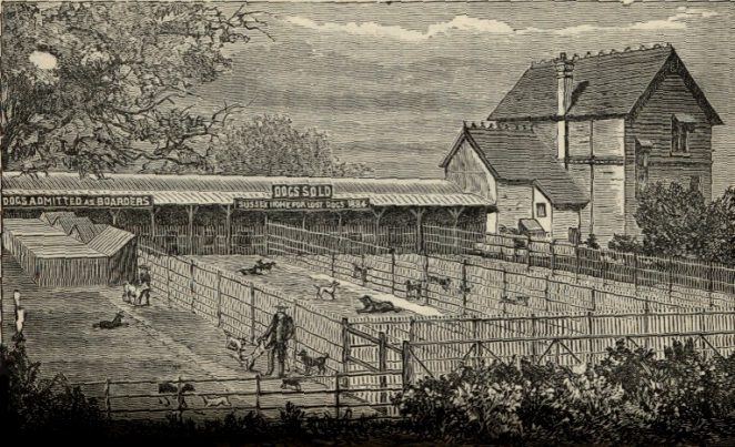 19th century animal welfare associations | Animal welfare | My Brighton ...